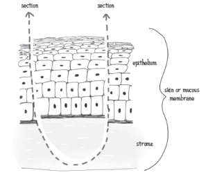What exactly is a colposcopic biopsy and how is it performed ...